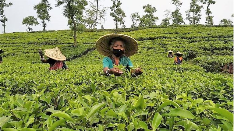 Systematic Exploitation of the Tea Workers in Bangladesh: Within the ...